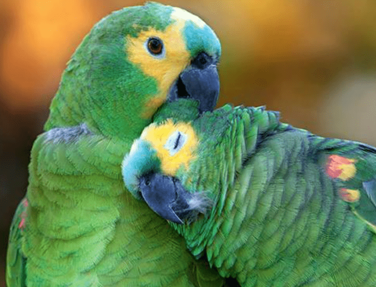Papagaio Verdadeiro - Criadouro Pet Legal