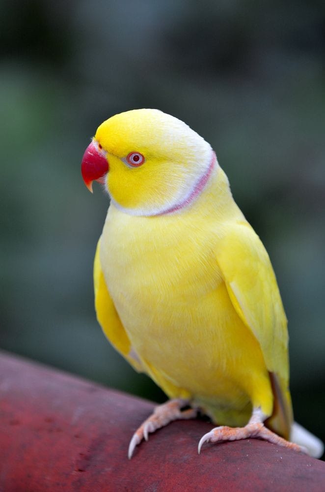 Ringneck - Criadouro Pet Legal