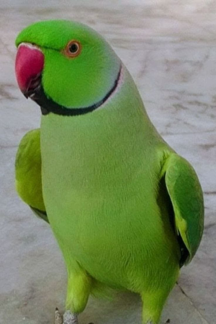 Ringneck - Criadouro Pet Legal