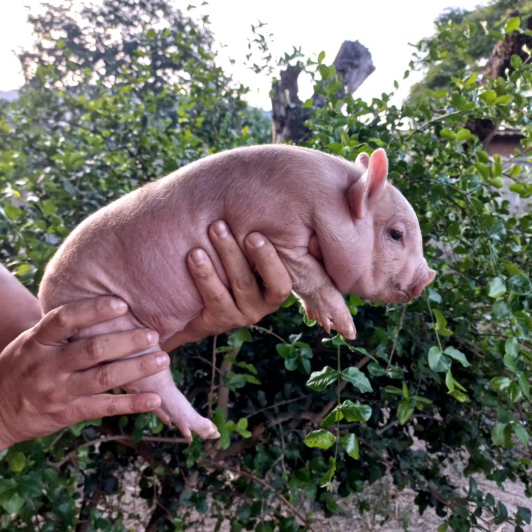 Mini Porco - Criadouro Pet Legal
