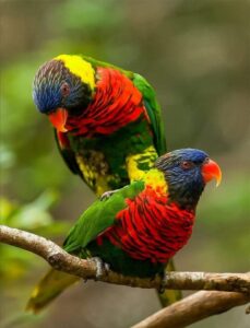 Loris Arco Iris - Criadouro Pet Legal
