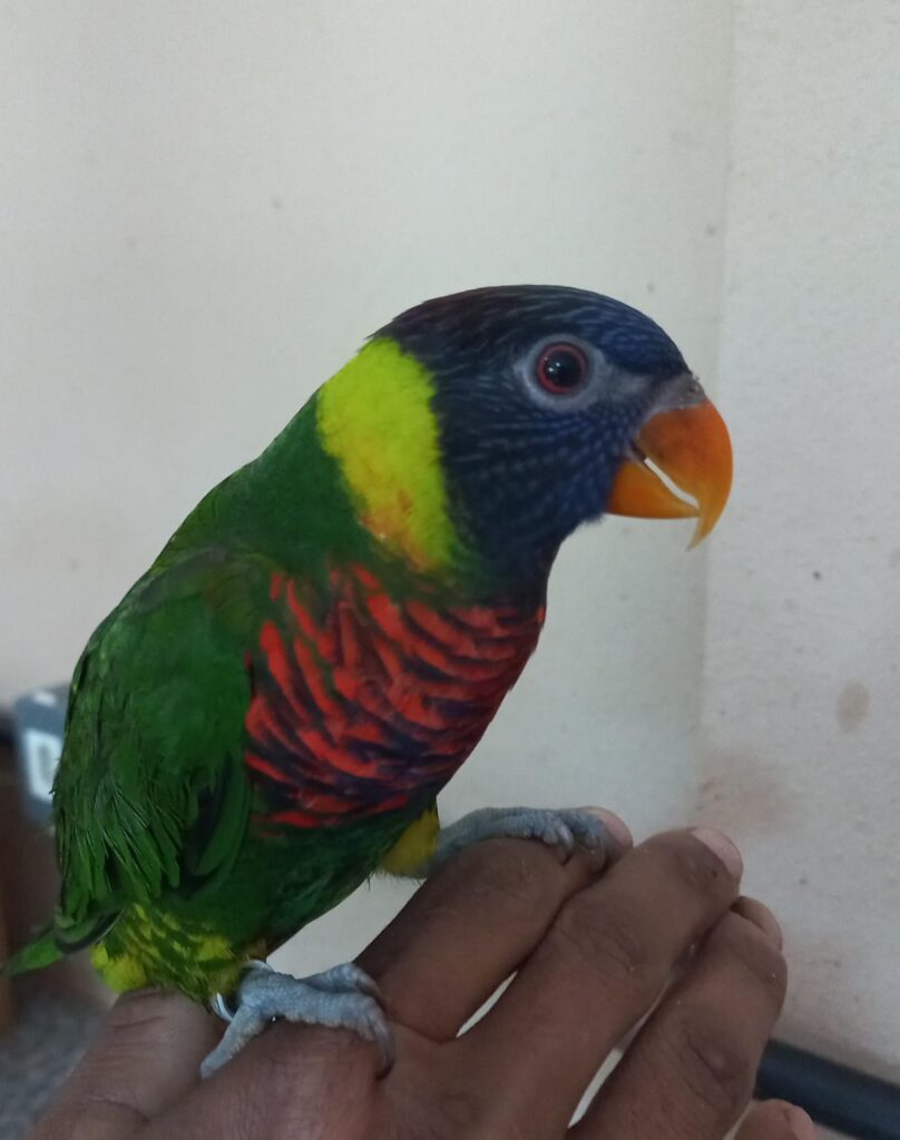 Loris Arco Iris - Criadouro Pet Legal